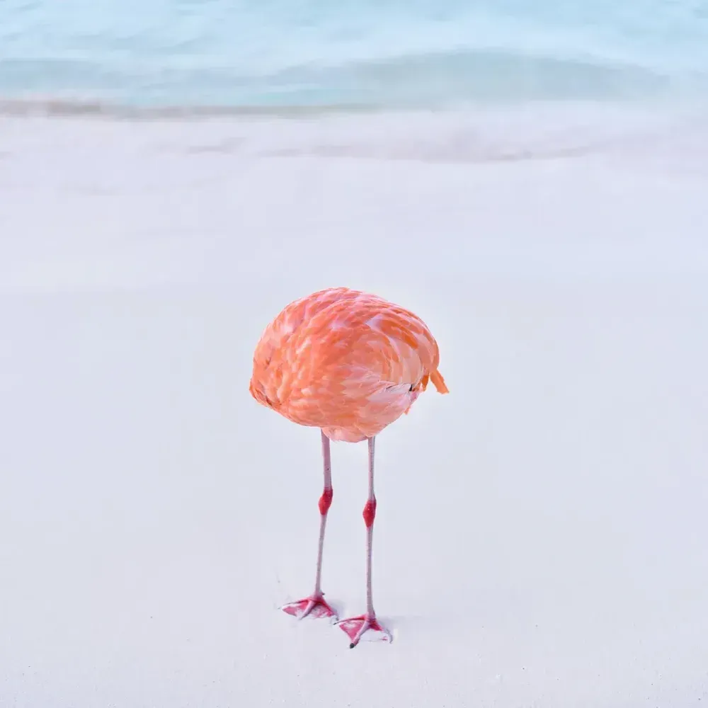 Innovators Beyond Silicon Valley, Second Contact AI, and a Surreal Flamingo
