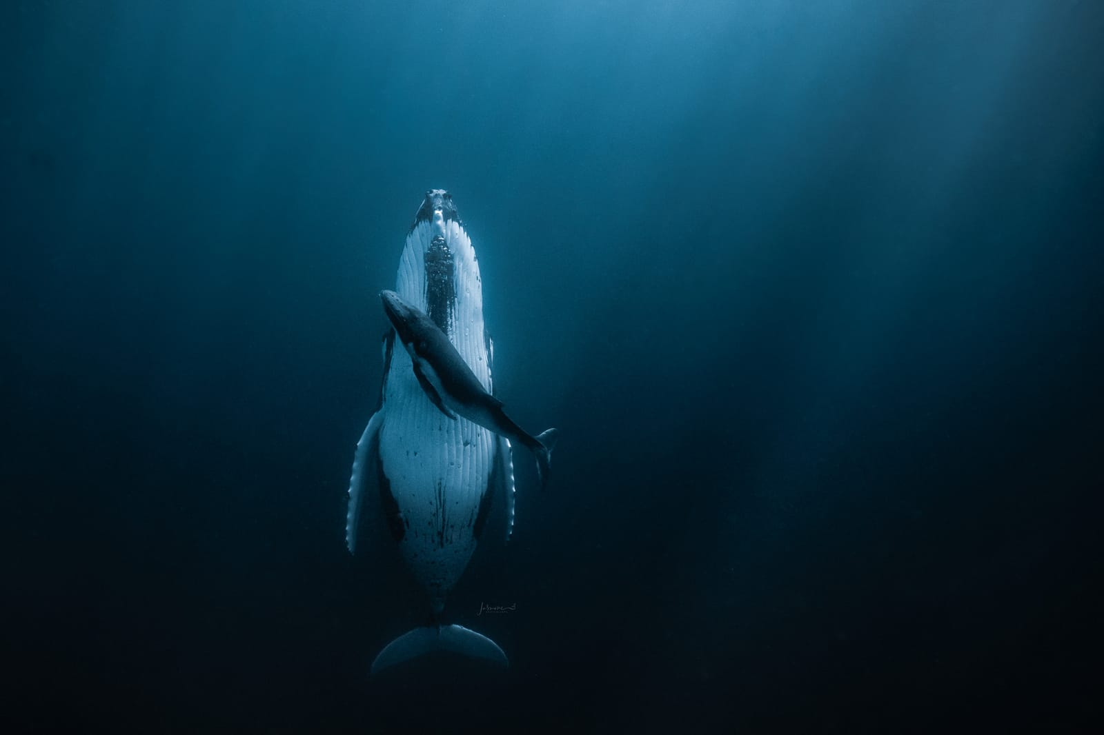 Sleeping Giants: A Dive into the Wondrous World of Whales